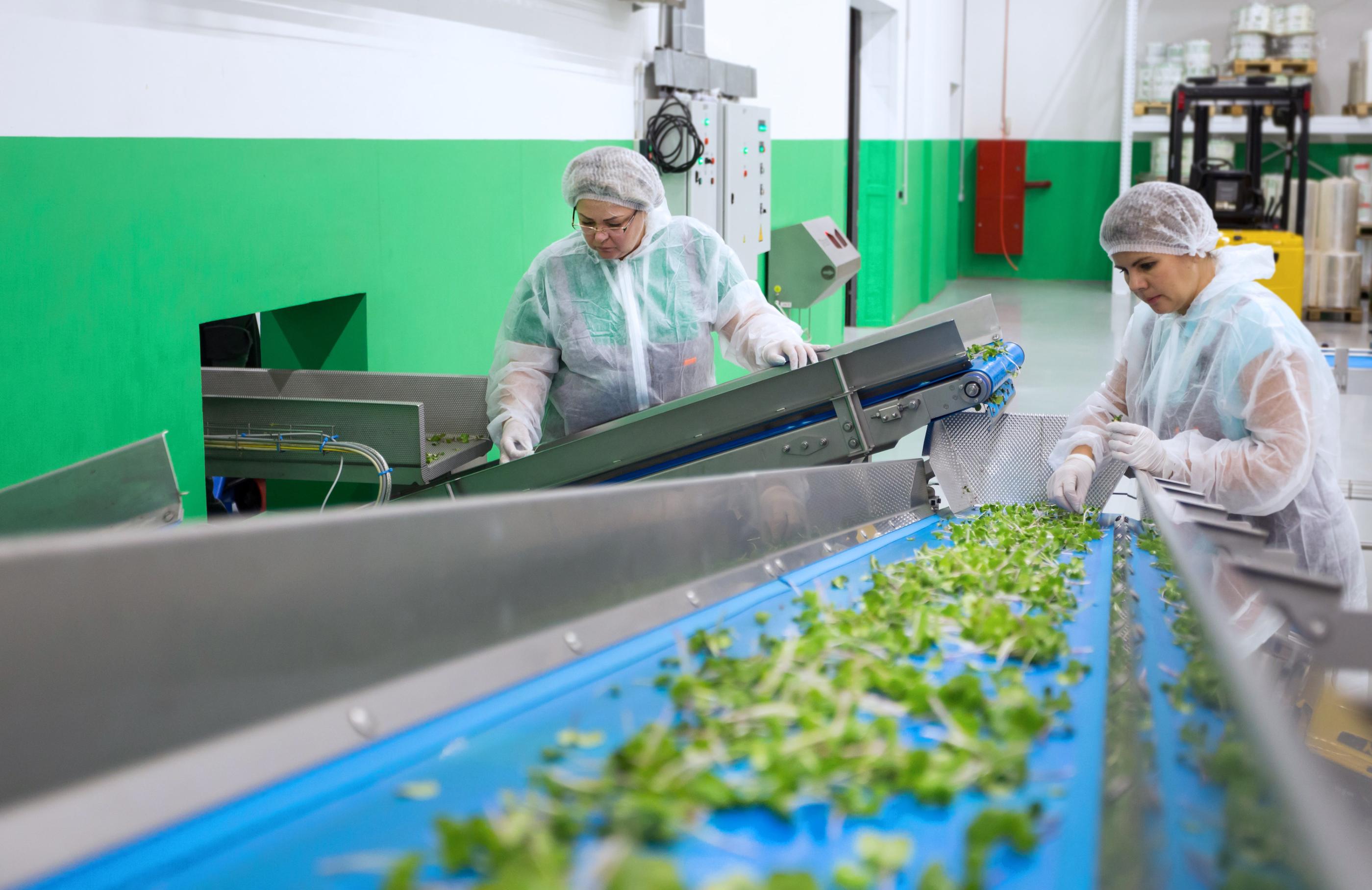 Industrial Hygiene & HACCP | Consulting & Training